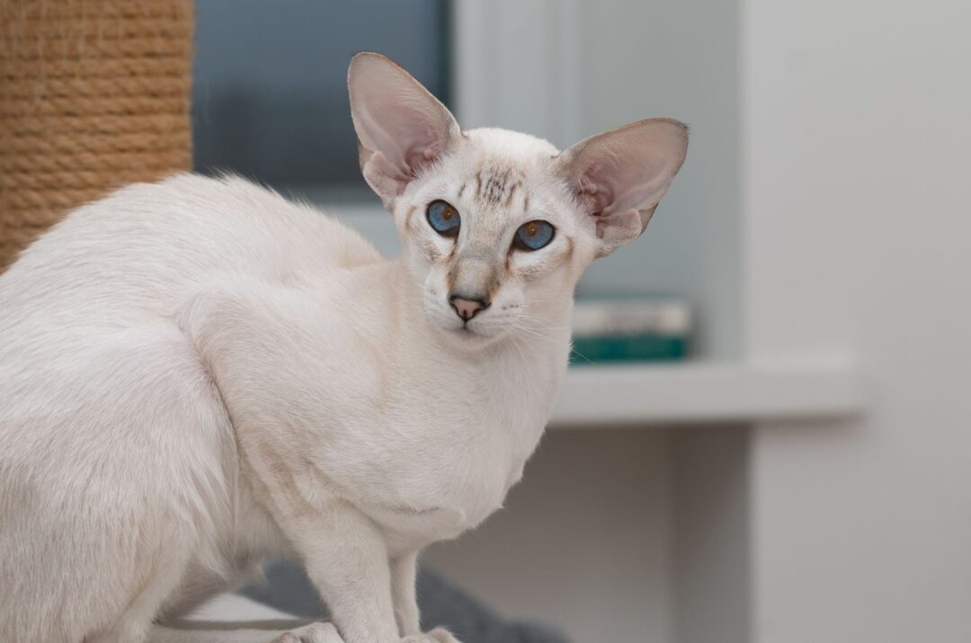 13 Hairless Cat Breeds That Redefine Feline Elegance
