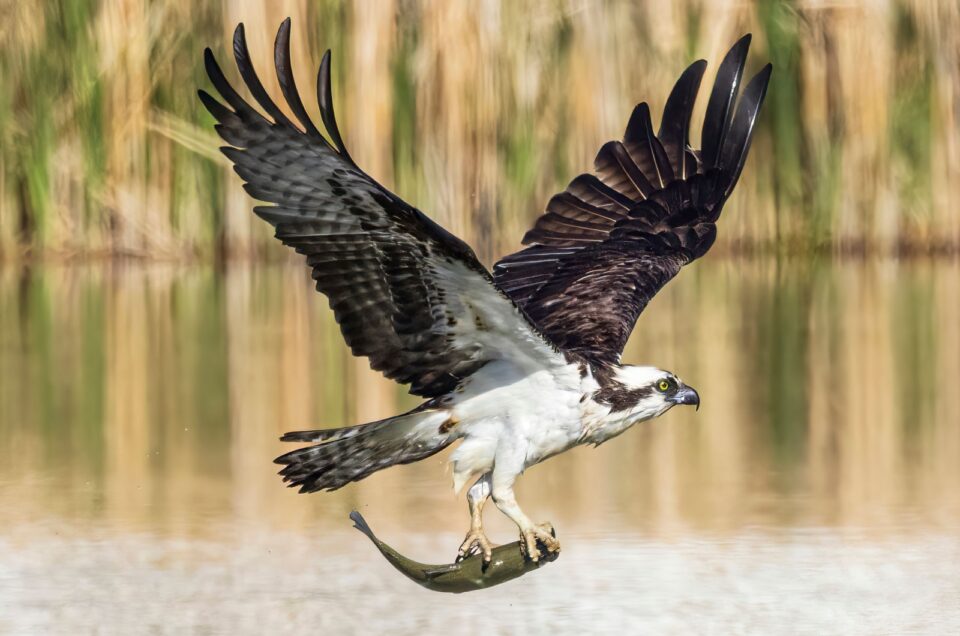 12 Fearsome Birds Of Prey In America And Their Incredible Hunting Skills