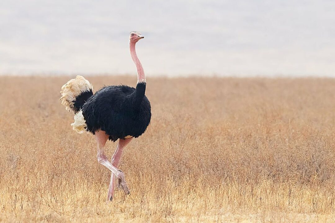 12 Fascinating Birds That Will Never Be Able To Fly