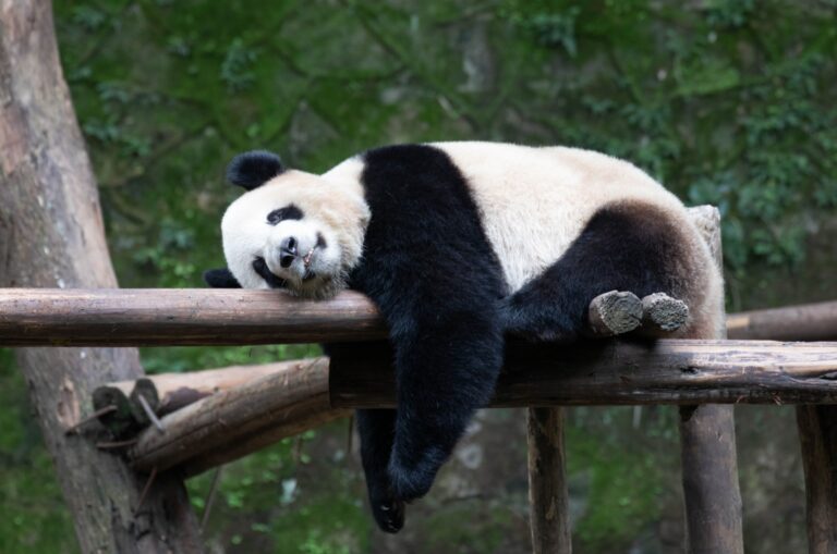 14 Wild Creatures With Unexpectedly Sweet Personalities