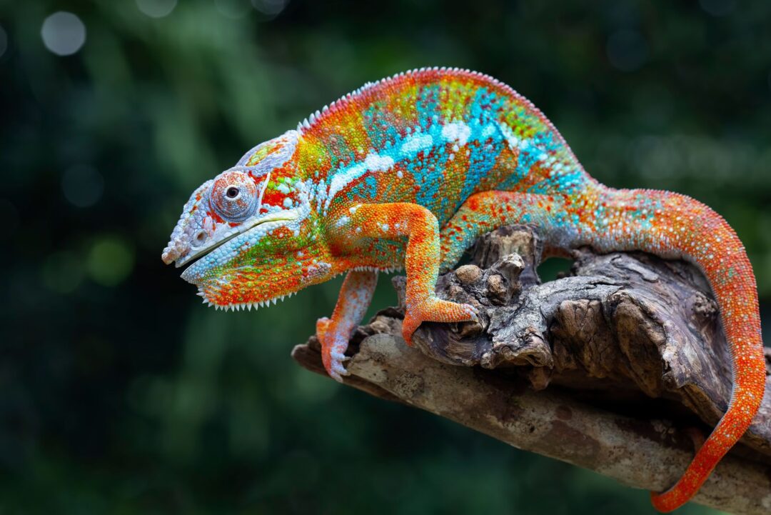 20 Incredible Animals That Have Color-Changing Superpowers