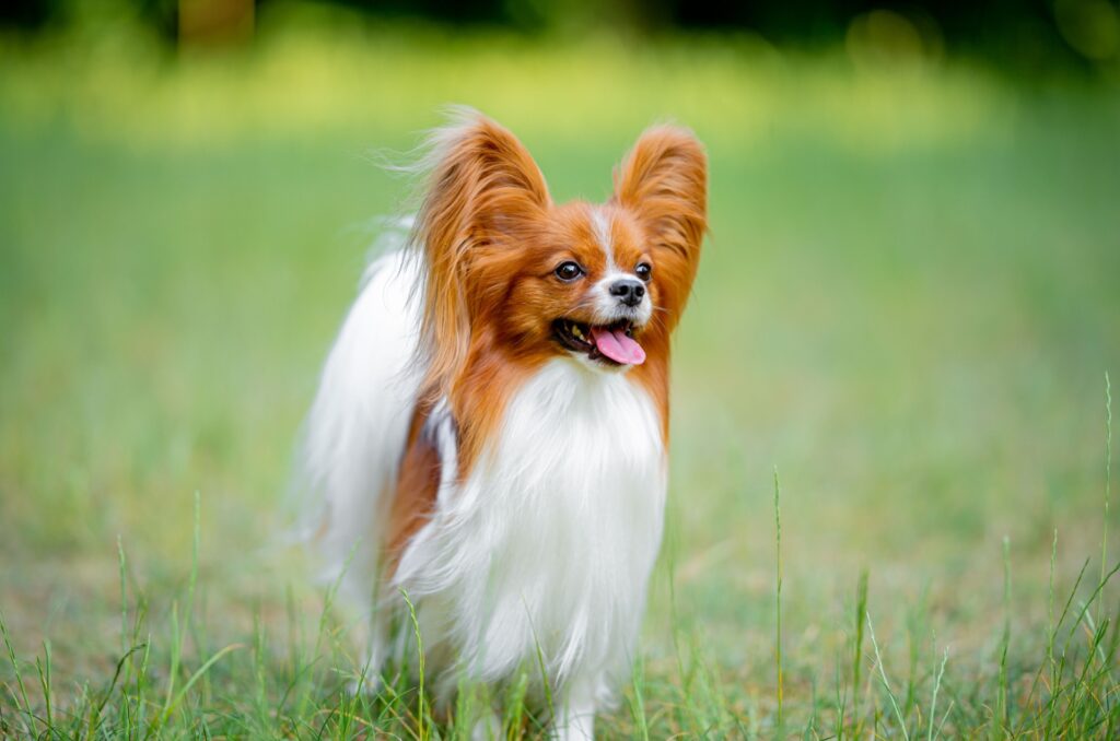 12 Of America’s Favorite Dog Breeds With Cat-Like Personalities