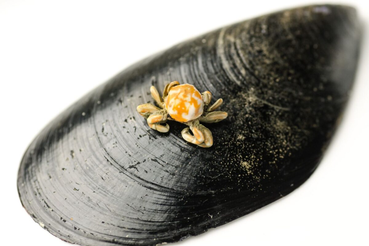15 Tiniest Animals You Won’t Believe Are This Small