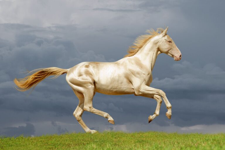 13 Horse Colors And Patterns So Unique They’ll Take Your Breath Away