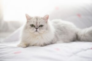 17 Laid-Back Cat Breeds Perfect For People Who Love To Relax