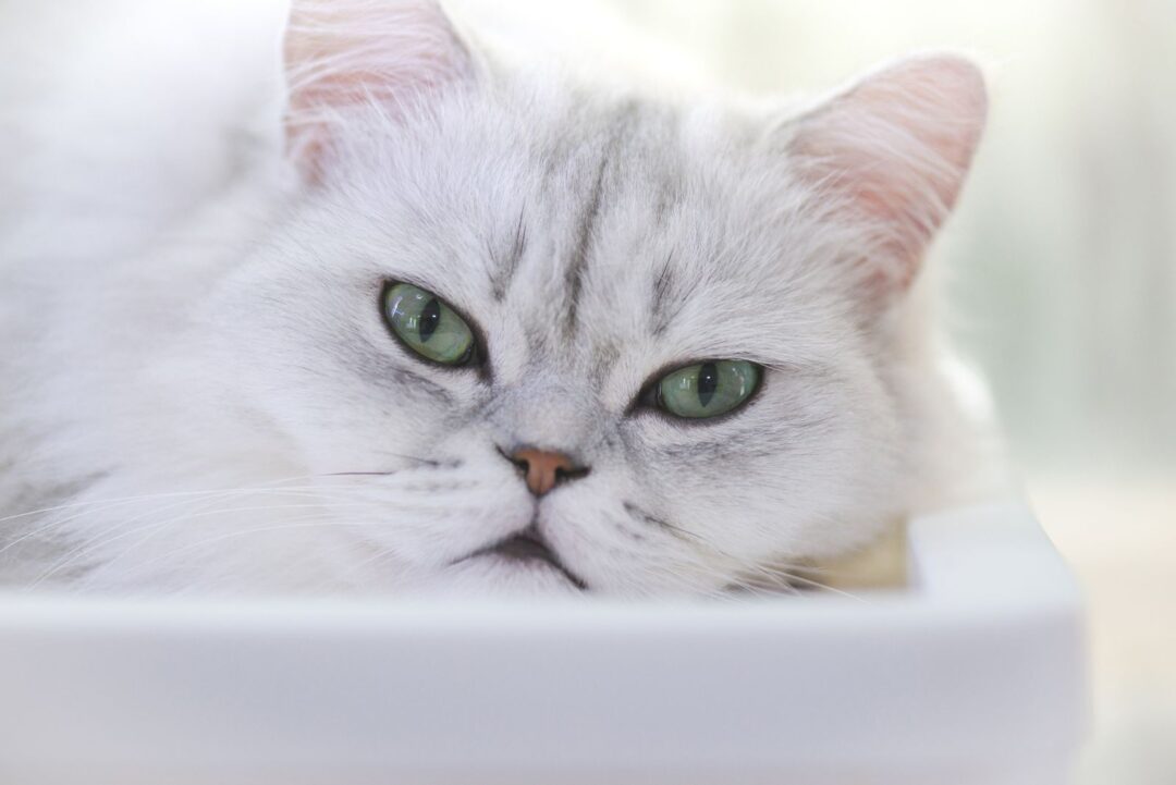 13 Gray Cat Breeds With Gorgeous Green Eyes