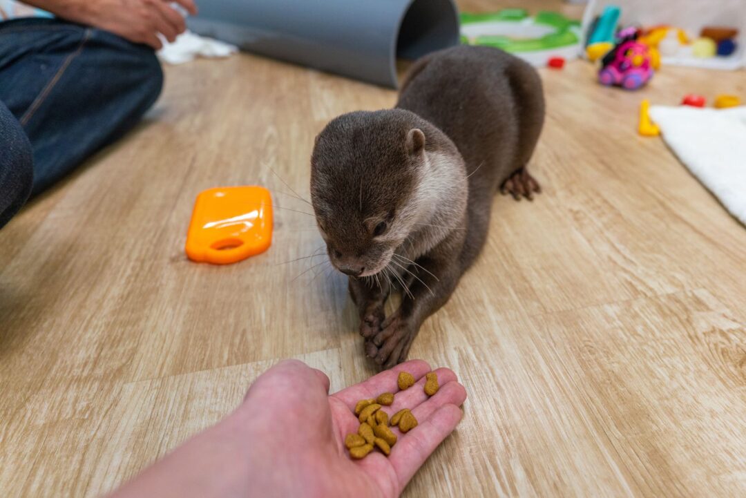 7 Most Affectionate Animals That Scream Love And Cuddles