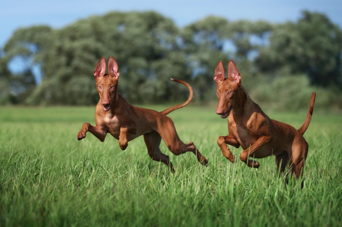13 Dog Breeds That Are As Fast As Lightning