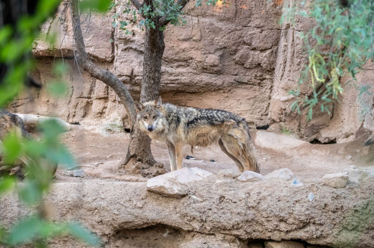 12 U.S. States Where You Currently Have A Chance To See A Wolf