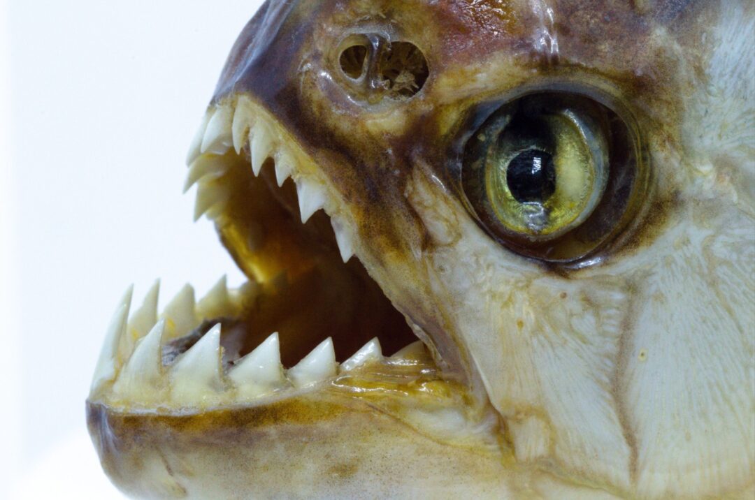 11 Most Dangerous Fish Known To Mankind