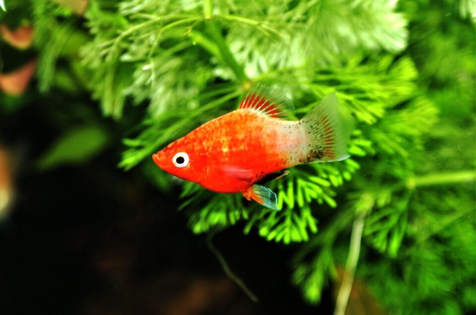 9 Best Fish For First-Time Aquarium Owners
