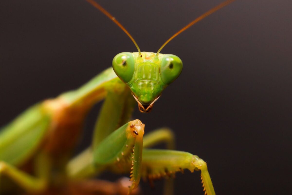 9 Of Nature’s Sneakiest Predators Whose Attacks Are An Art Of Ambush
