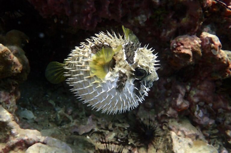 11 Most Dangerous Fish Known To Mankind