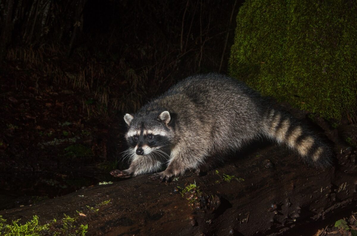 11 Amazing Animals That See Perfectly In The Dark