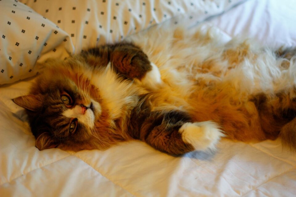 17 Laid-Back Cat Breeds Perfect For People Who Love To Relax