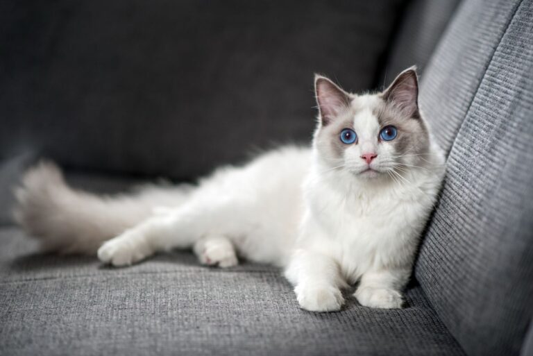 25 Inexpensive Cat Breeds That Make Amazing Companions