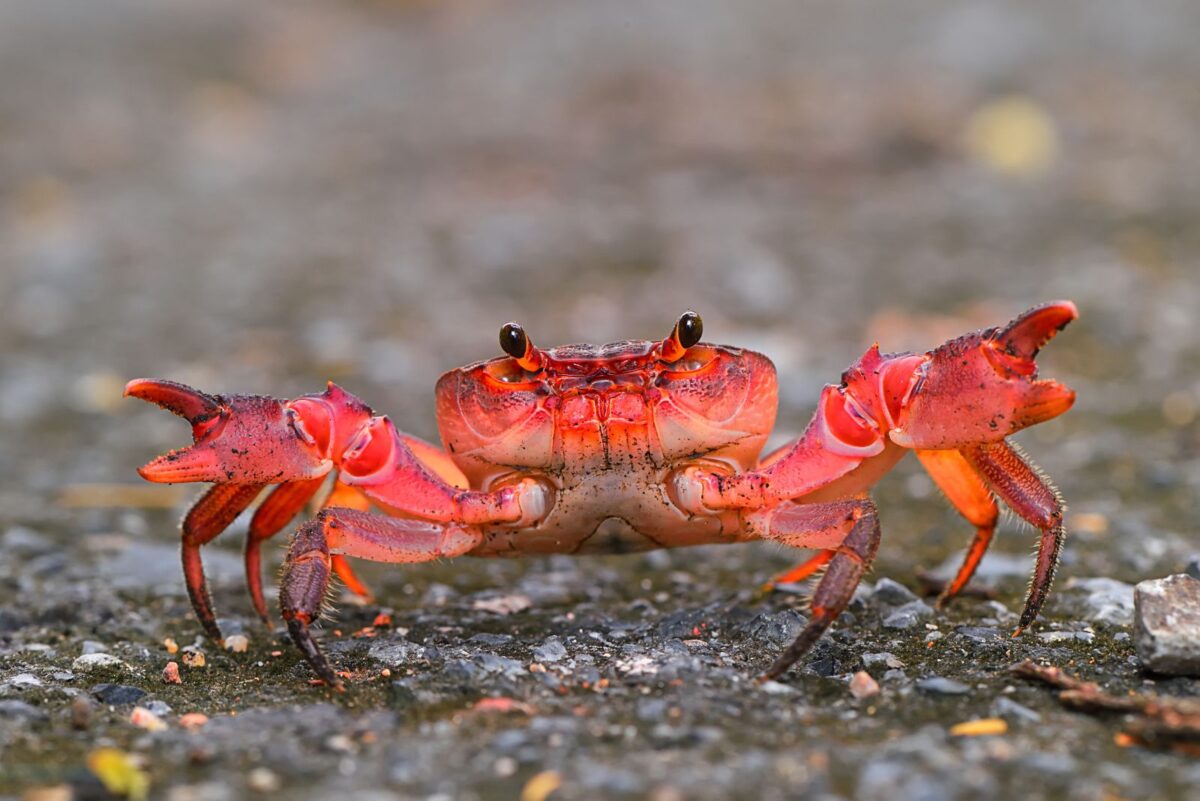 17 Incredible Animals Known For Their Long-Distance Migrations