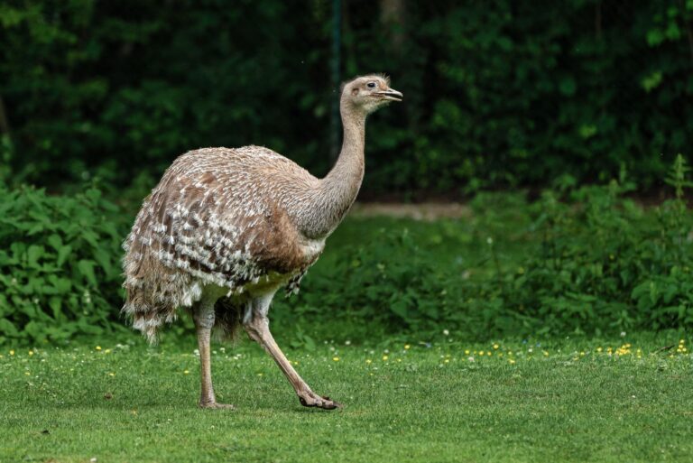 12 Fascinating Birds That Will Never Be Able To Fly