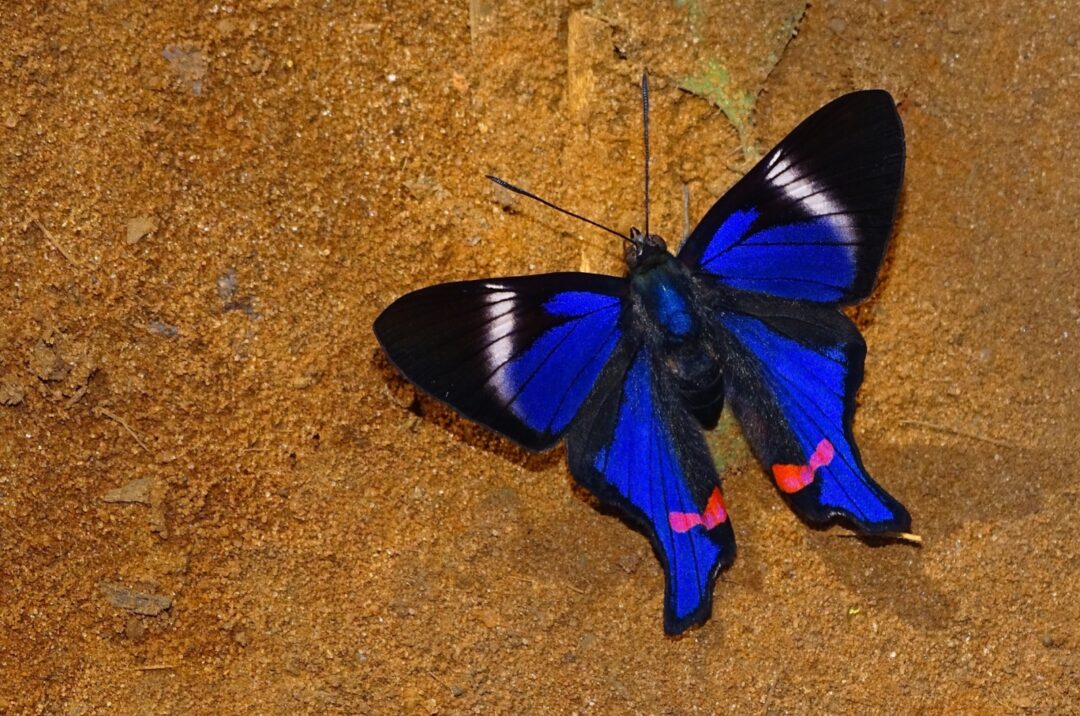 14 Stunning Butterflies That Will Take Your Breath Away
