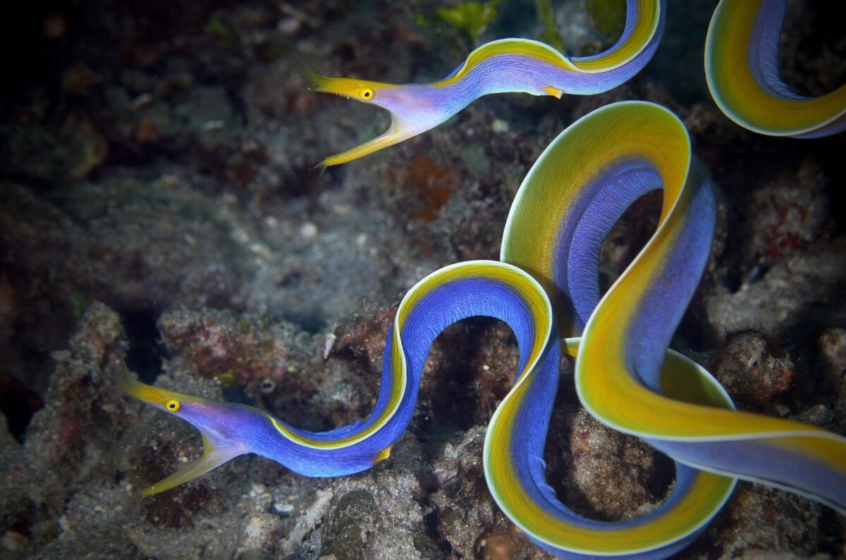 20 Incredible Animals That Have Color-Changing Superpowers