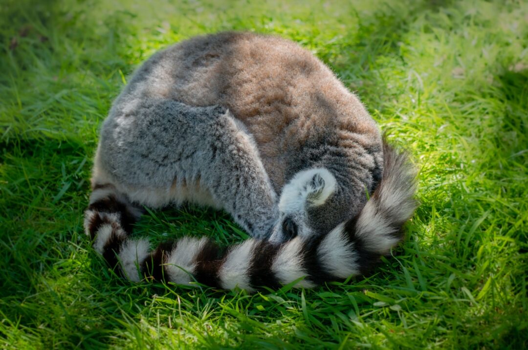 21 Surprising Animals That Hibernate The Longest
