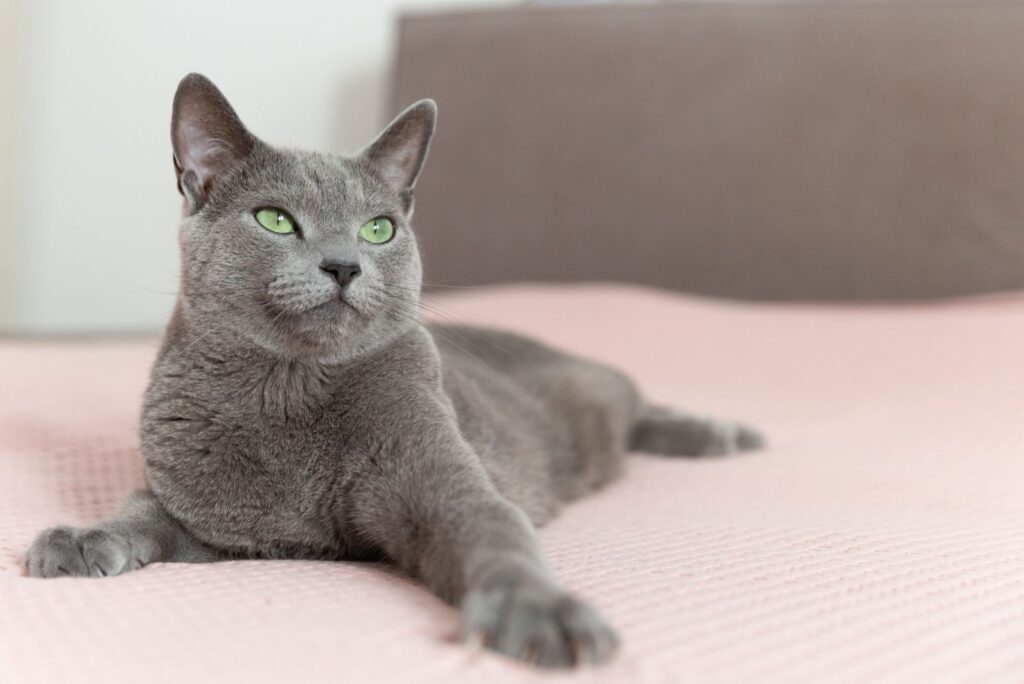 13 Gray Cat Breeds With Gorgeous Green Eyes