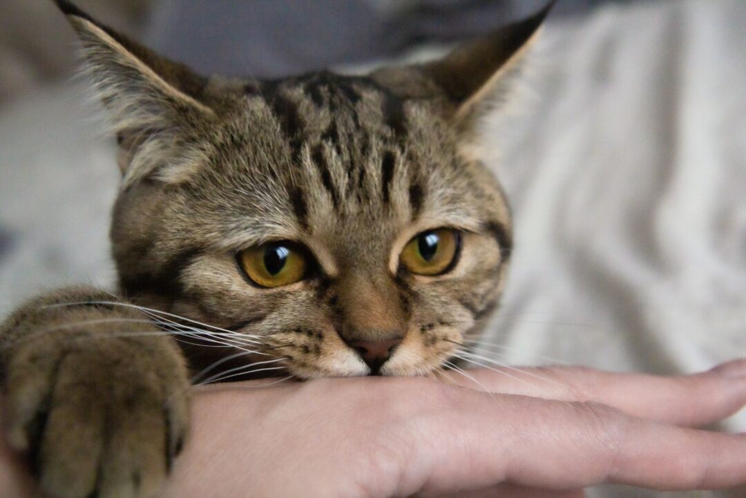 12 Unexpected Reasons Why Your Cat Grabs Your Hand And Bites You