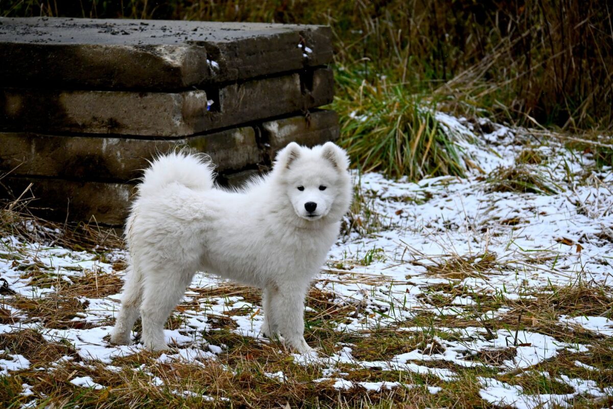 15 Fun Facts About The Adorable Samoyed
