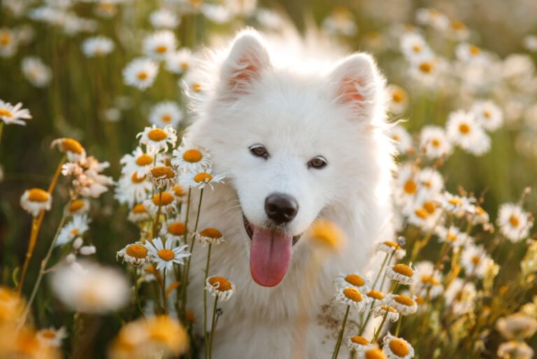 15 Fun Facts About The Adorable Samoyed