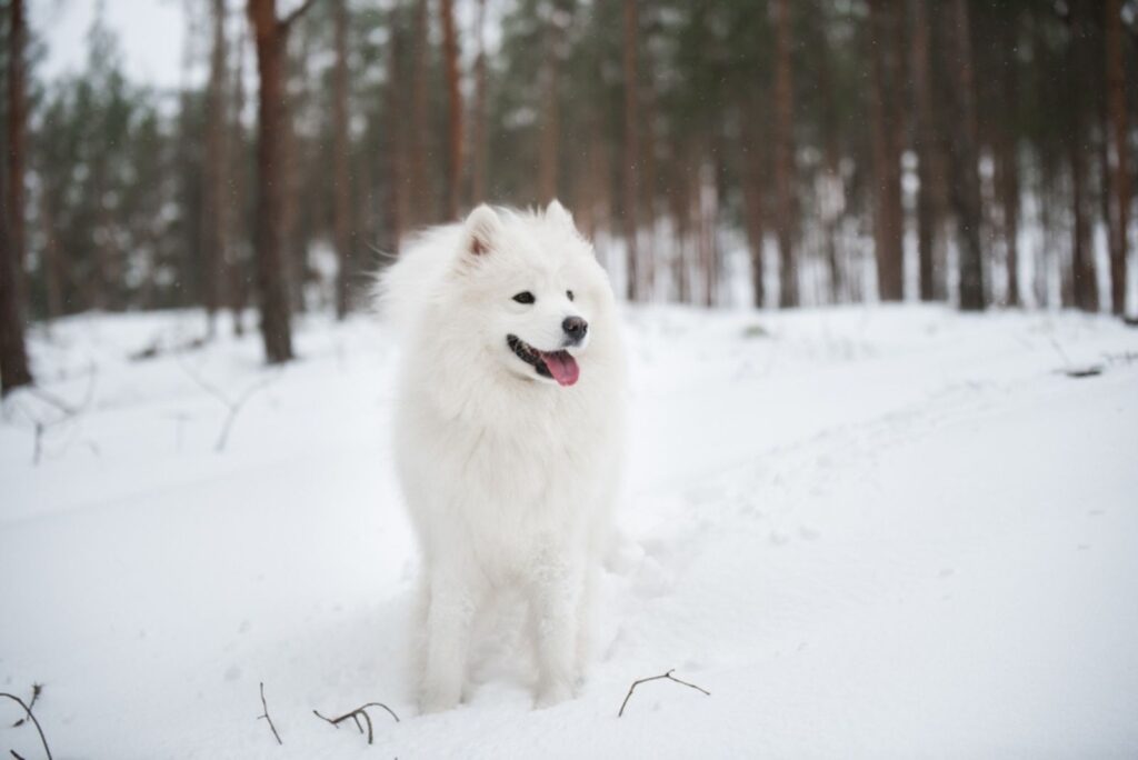 15 Fun Facts About The Adorable Samoyed