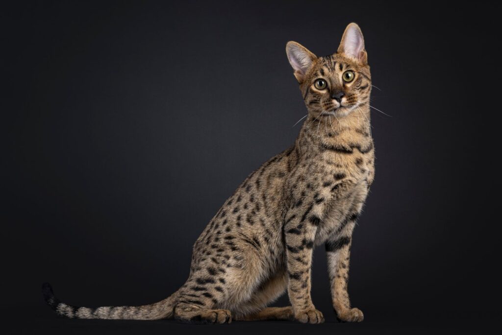 5 Key Differences Between Savannah Cat And Serval Cat