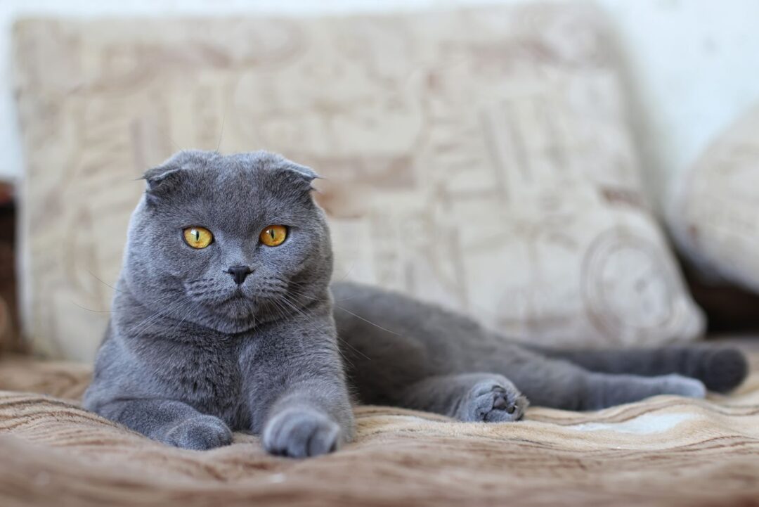 17 Laid-Back Cat Breeds Perfect For People Who Love To Relax