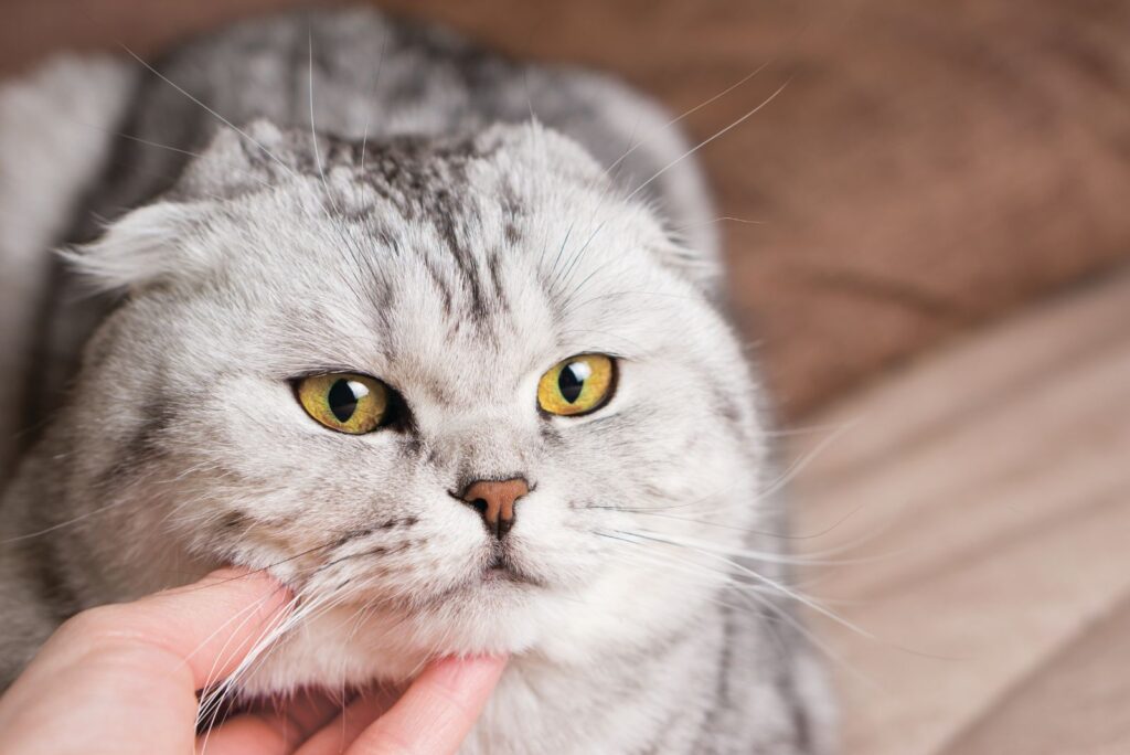 14 Cat Breeds With Surprisingly Big Heads