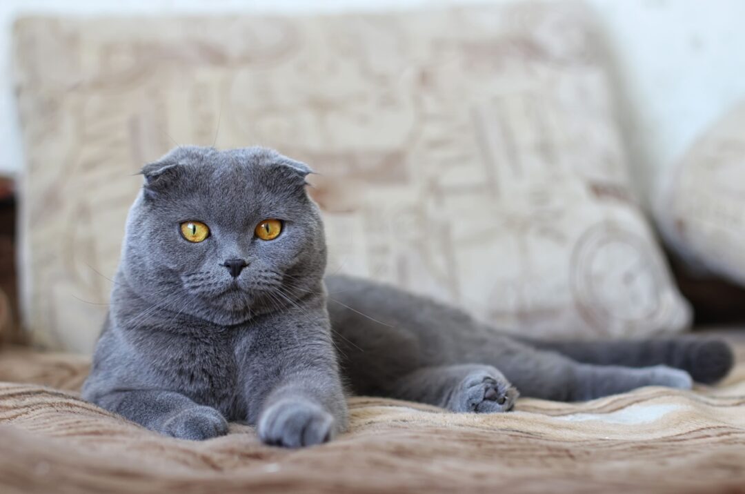 13 Cat Breeds With Stunning Blue Fur That Will Captivate You