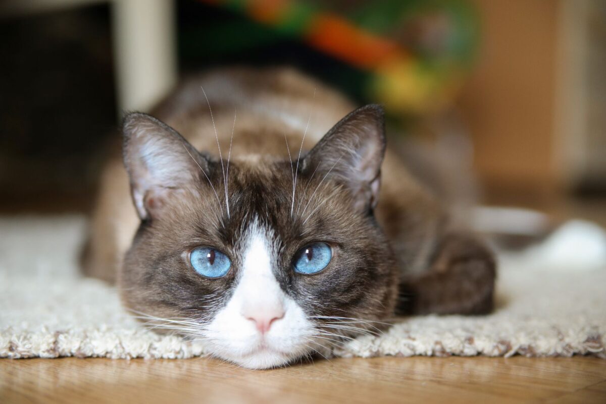 13 Beautiful Snowshoe Cat Colors And Coat Patterns You’ll Fall In Love With
