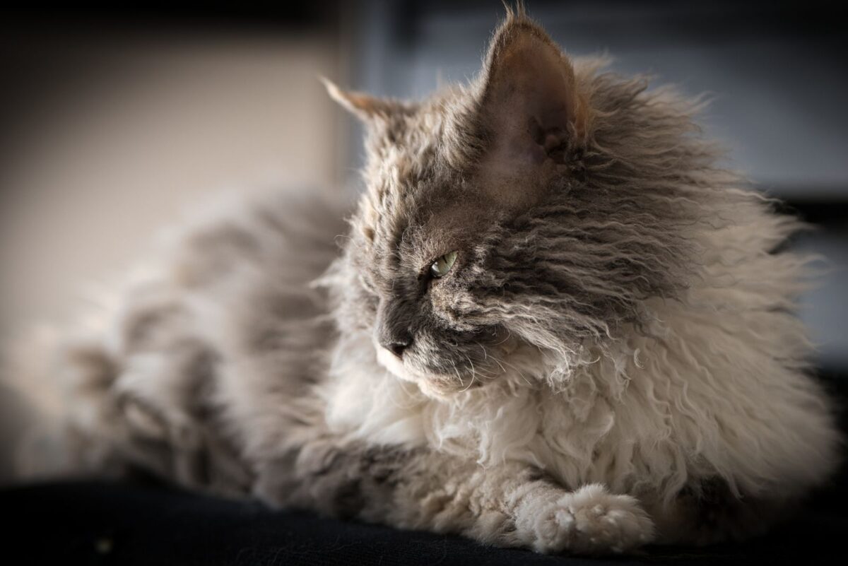 17 Laid-Back Cat Breeds Perfect For People Who Love To Relax