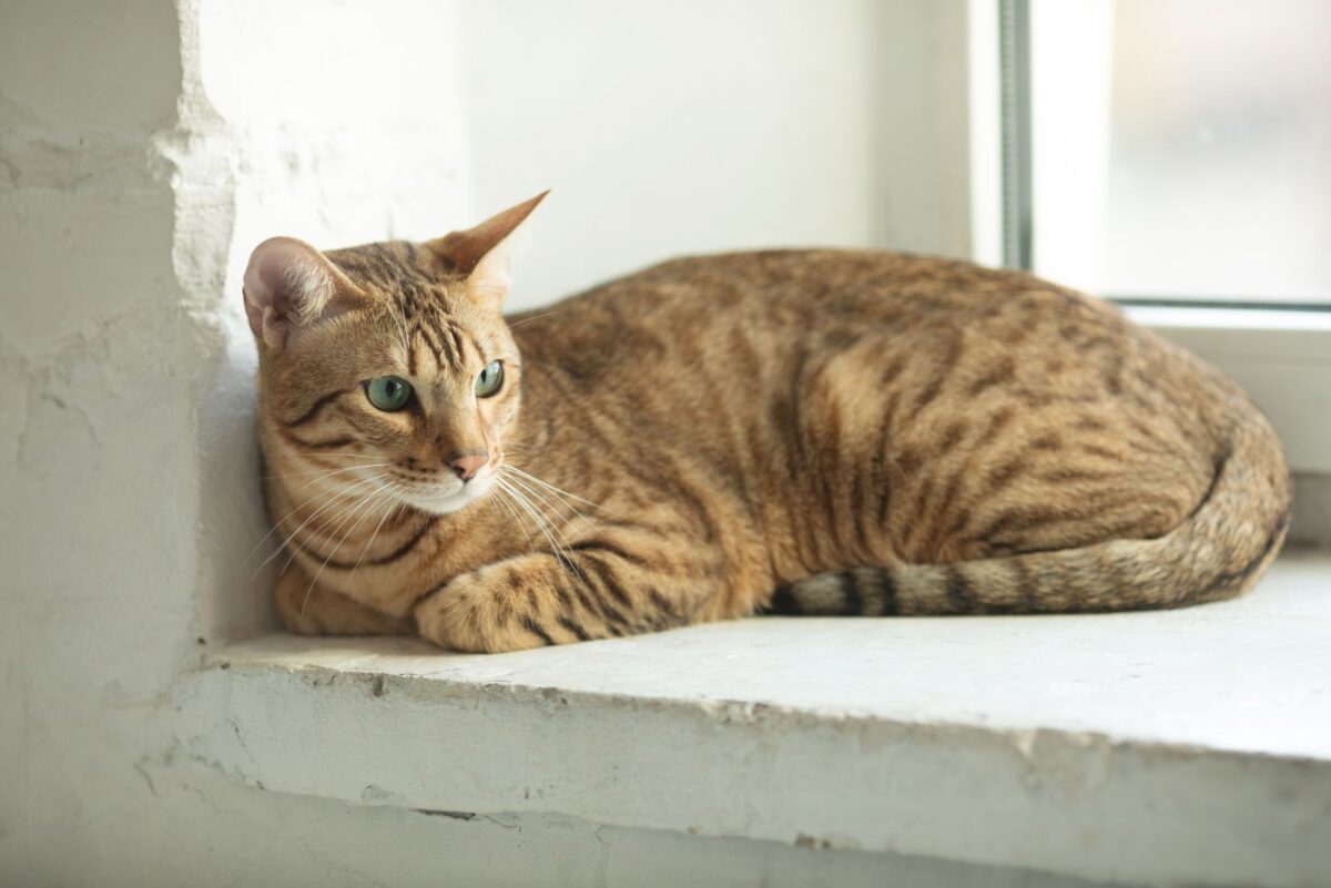 34 Rare And Exotic Cat Breeds I Bet You’ve Never Heard Of