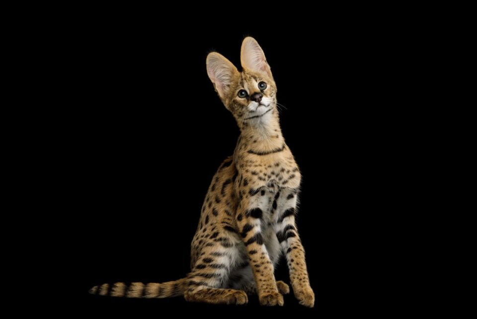 5 Key Differences Between Savannah Cat And Serval Cat