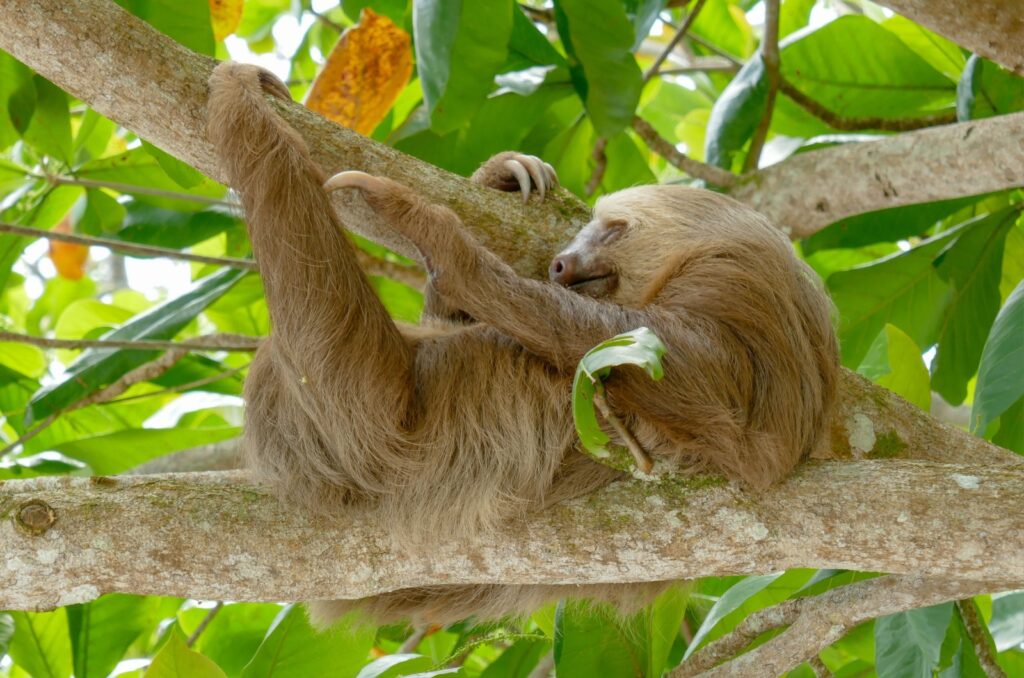 10 Sleepiest Animals Ranked From Least To Most Sleepy