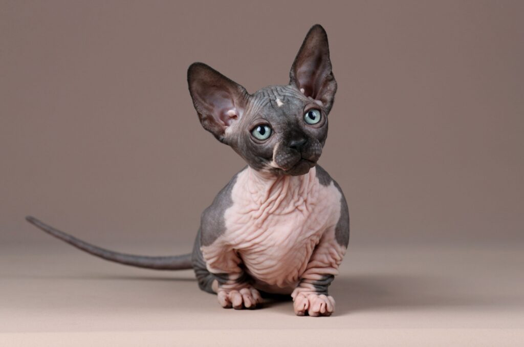 13 Hairless Cat Breeds That Redefine Feline Elegance