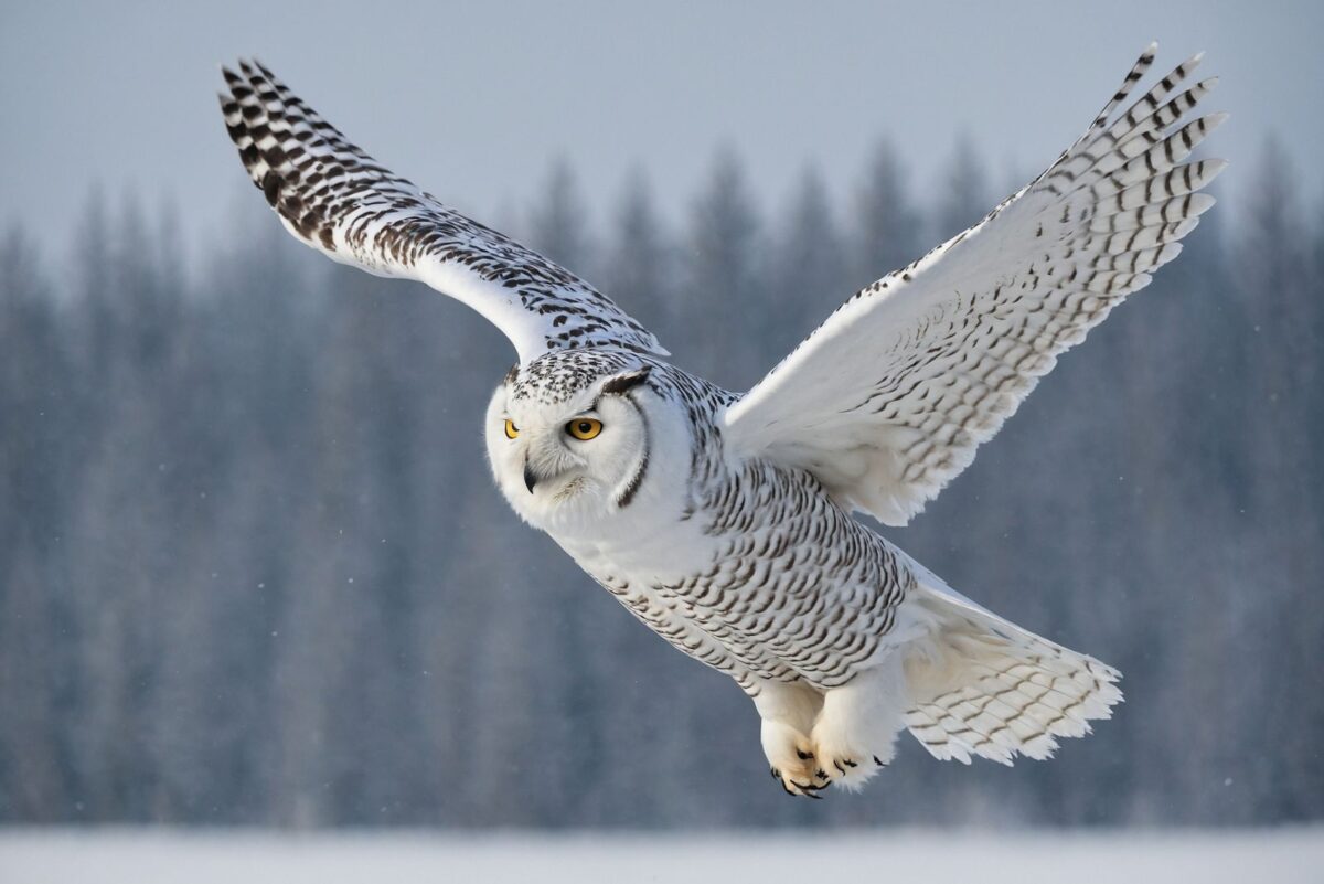 16 Independent Animals Who Prefer Their Own Company