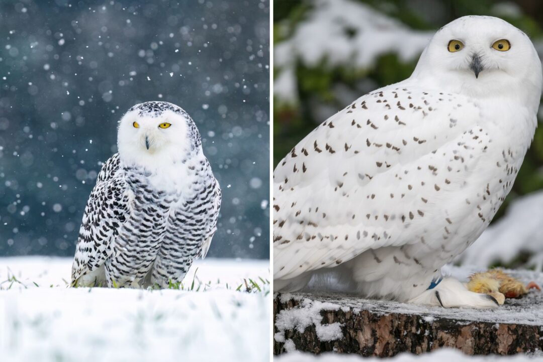 8 Fascinating Animals That Turn White In Wintertime