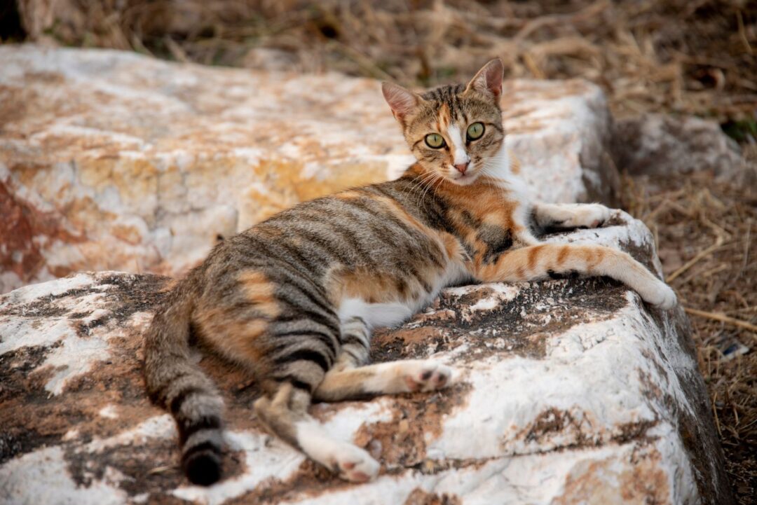 34 Rare And Exotic Cat Breeds I Bet You’ve Never Heard Of