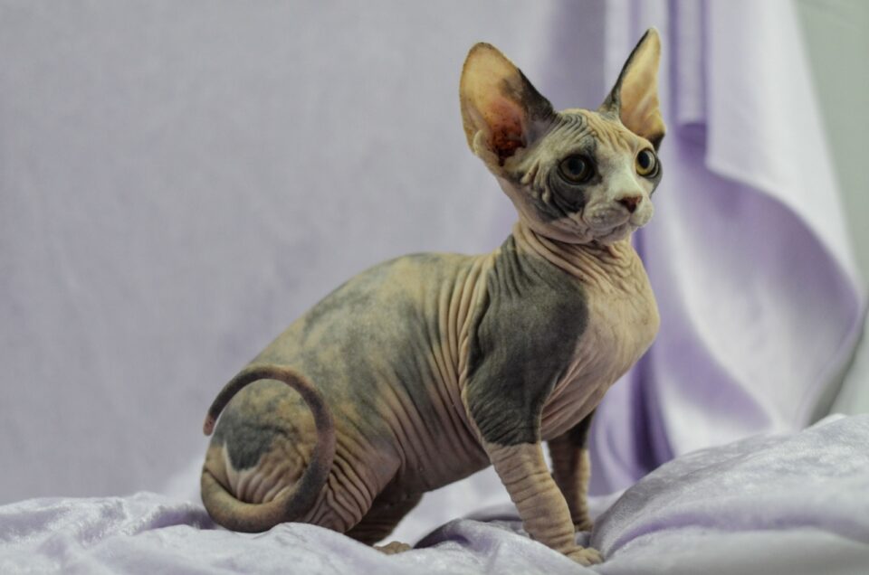 13 Hairless Cat Breeds That Redefine Feline Elegance