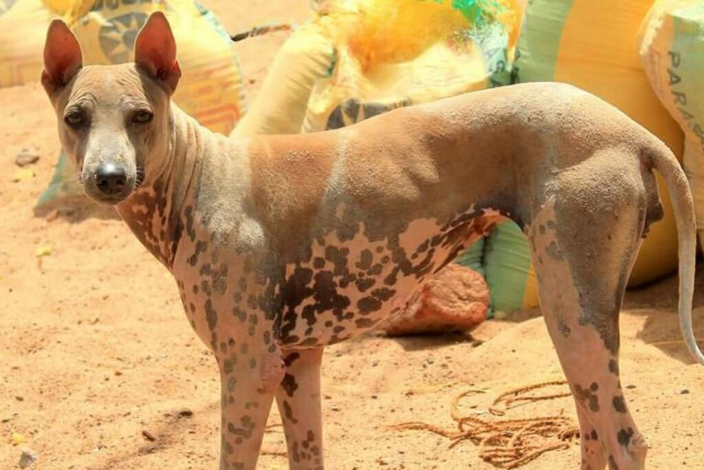 11 Hairless Dog Breeds That Show Bald Truly Is Beautiful