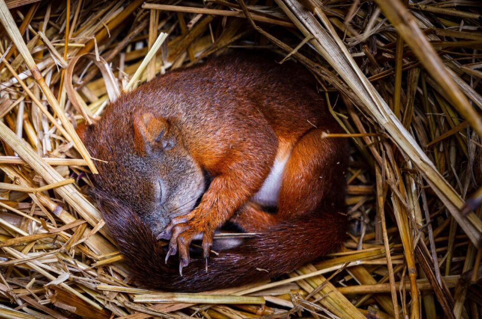 10 Sleepiest Animals Ranked From Least To Most Sleepy