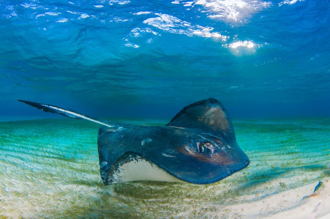 11 Most Dangerous Fish Known To Mankind