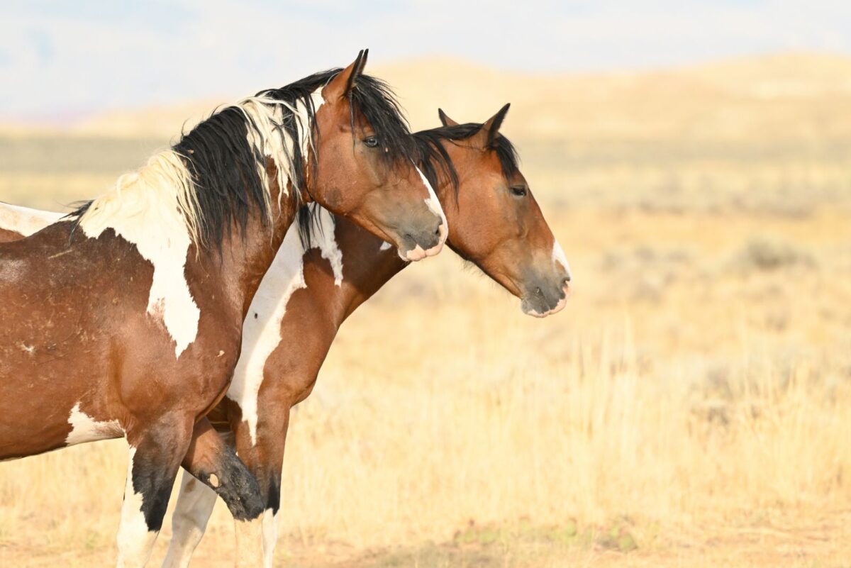 7 U.S. States Where Wild Mustangs Roam Freely In Large Numbers