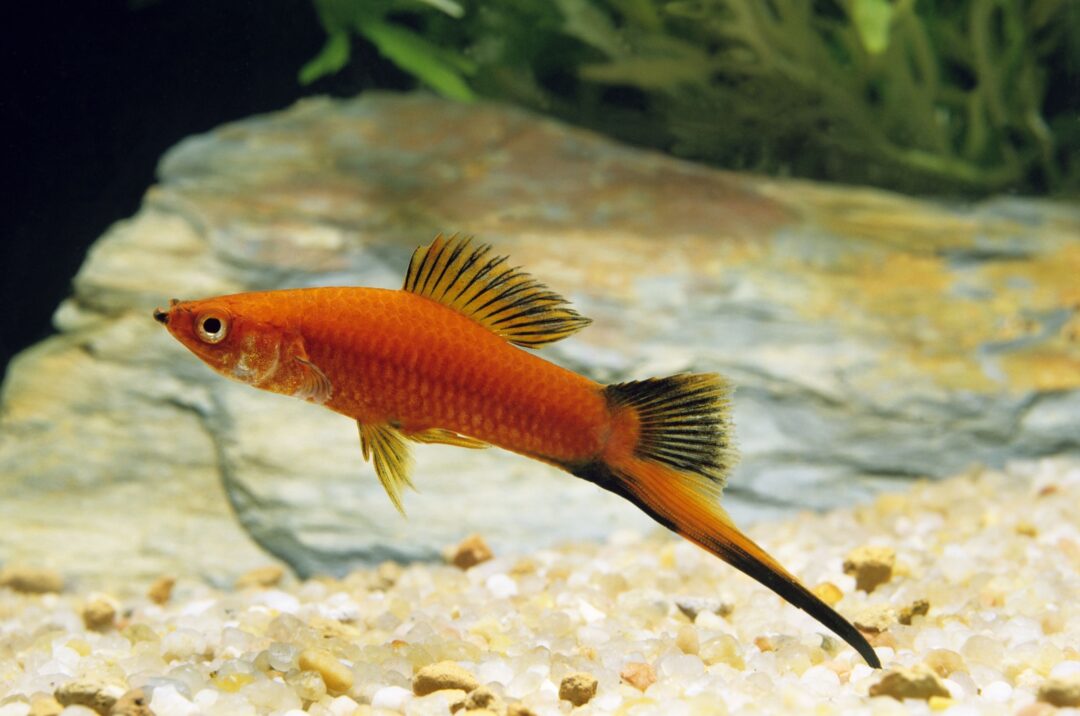 9 Best Fish For First-Time Aquarium Owners