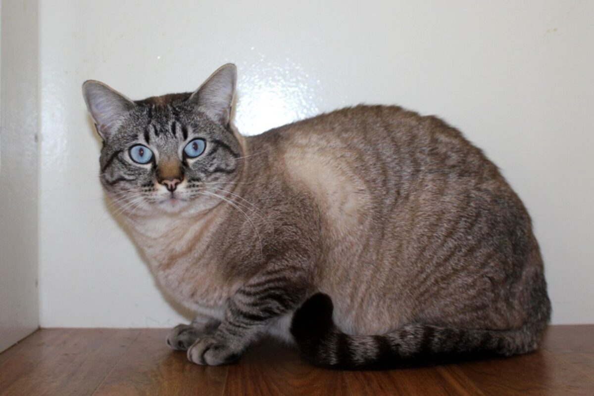 13 Beautiful Snowshoe Cat Colors And Coat Patterns You’ll Fall In Love With